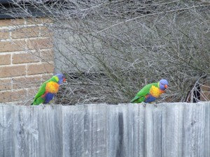 Tips To Help You Recover A Lost Bird