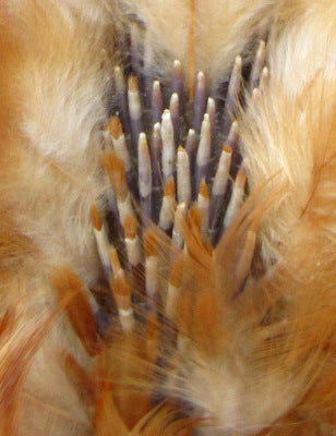 What Is a Pin Feather?