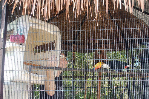 Crate Training in 2 Days