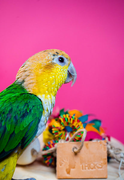 Teaching Your Bird To Play Independently