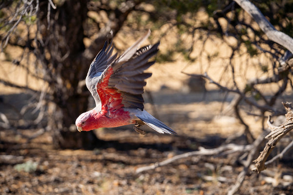 Microchipping Your Parrot