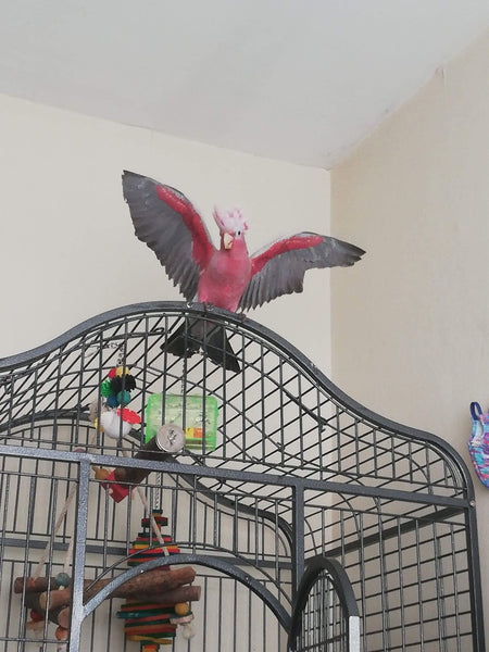 Flight Training CLIPPED Birds: IT CAN BE DONE!