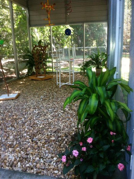 Build Your Own Bird Aviary – Here’s How!