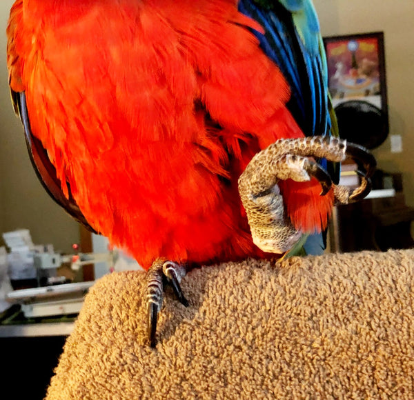 Morgan's Story: A Camelot Macaw With a Foot Deformity