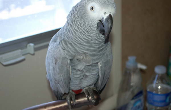 Parrot Body Language Visuals