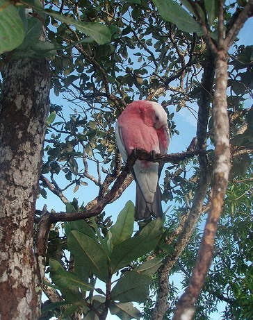 The Story of a Galah Named Nyoni