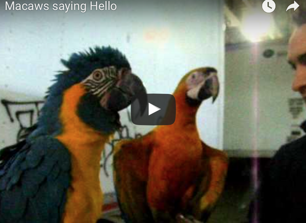 Success! My Macaw Talking on Video!