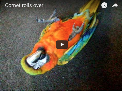 The Slow Motion Roll Over