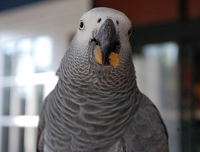 PDD: Proventricular Dilation Disease