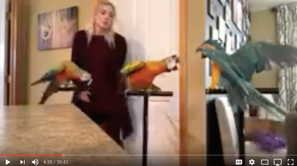 When Parrots ATTACK Each Other: Training Solutions