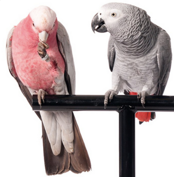 Parrot Training T-Stands