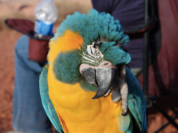 Parrot Tricks "Head Shake NO!" (How To)