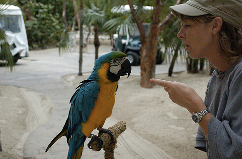 A Parrot’s Bad Behavior Can Lead To Good