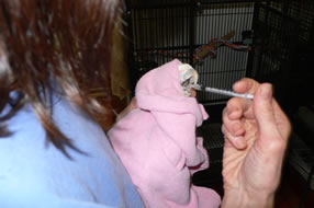 Medicating Your Bird: Everything You Need To Know