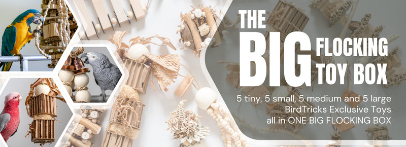 BirdTricks | Parrot Training, Taming & Care