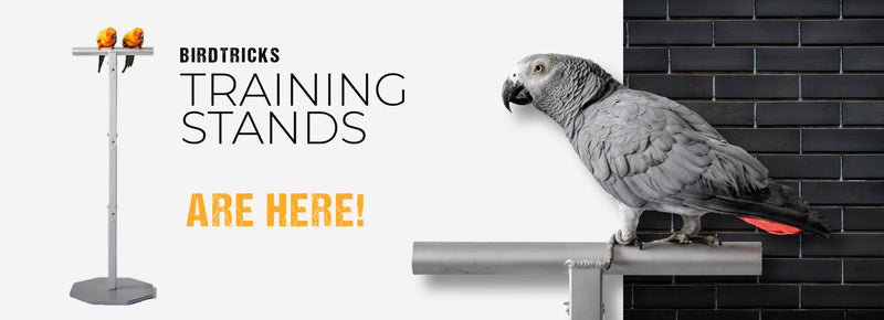 BirdTricks | Parrot Training, Taming & Care