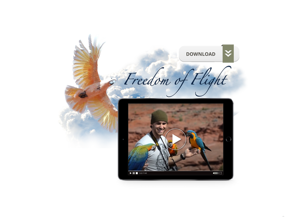 Freedom of Flight